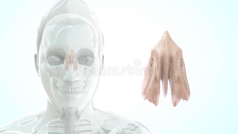 Location of Ethmoid Bone in Human Stock Illustration - Illustration of ...
