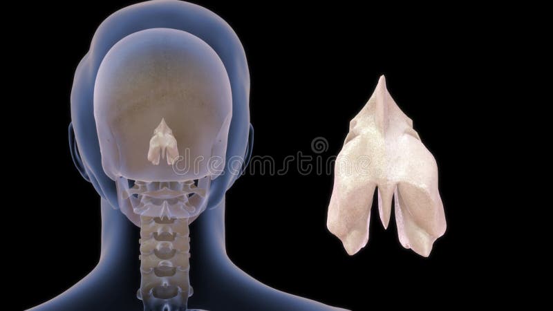 Ethmoid Bone - 3D MODEL ANIMATION Stock Footage - Video of bone ...