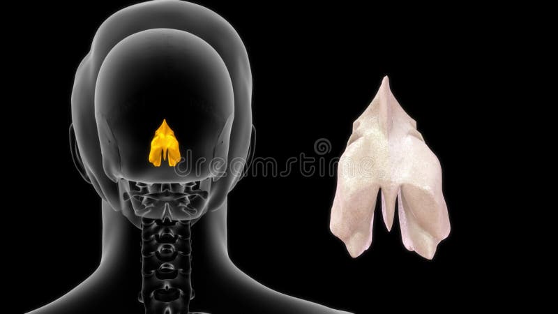 Ethmoid Bone - 3D MODEL ANIMATION Stock Footage - Video of bone ...