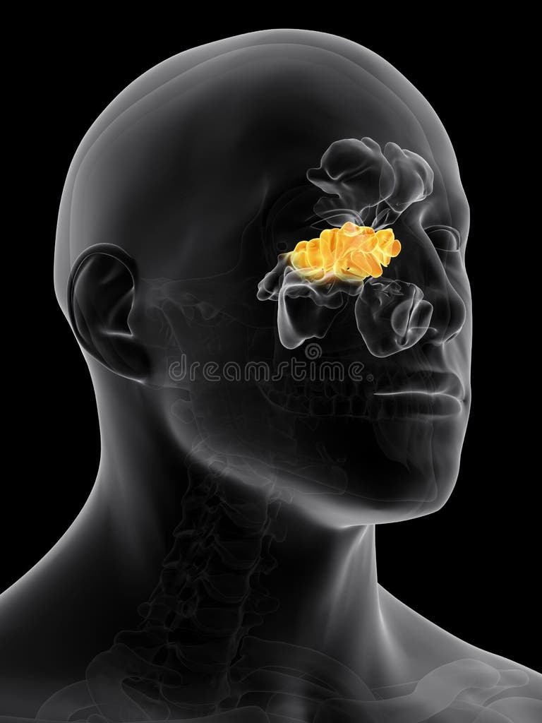 Ethmoid Sinus Stock Illustrations – 194 Ethmoid Sinus Stock ...