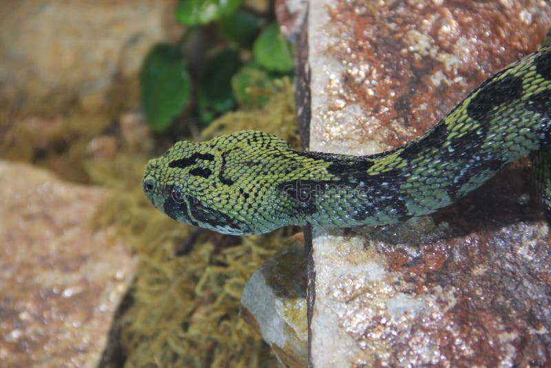 Etiopiskt Bergsadder Bitis Parviocula är Ett Mycket Sällsynt Viper Liv ...