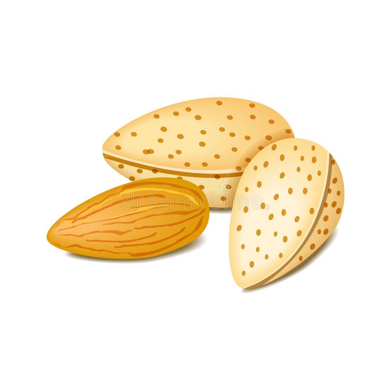 Ejemplo de las almendras ilustración del vector. Ilustración de ...