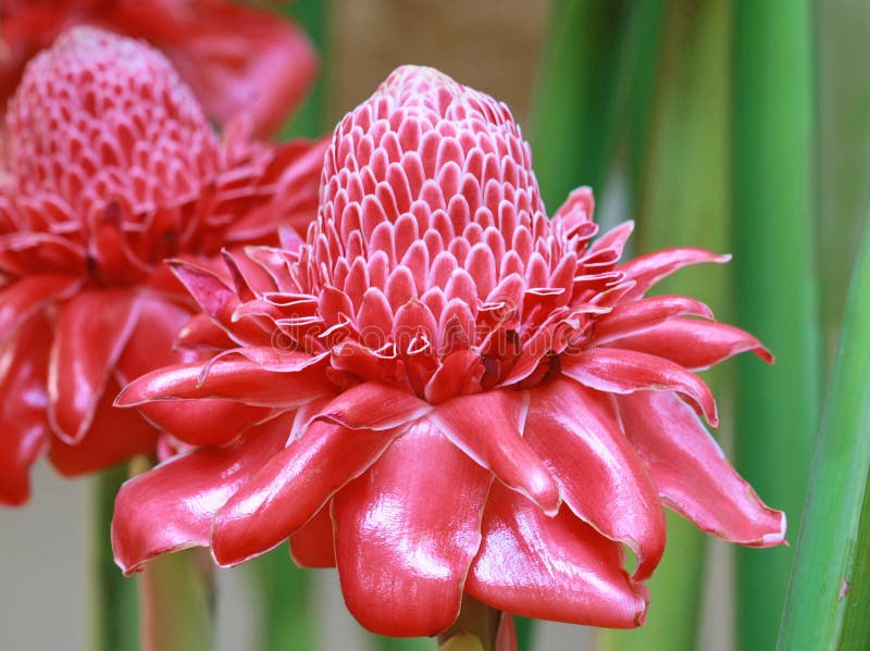 1,306 Red Etlingera Elatior Flower Stock Photos - Free & Royalty-Free ...