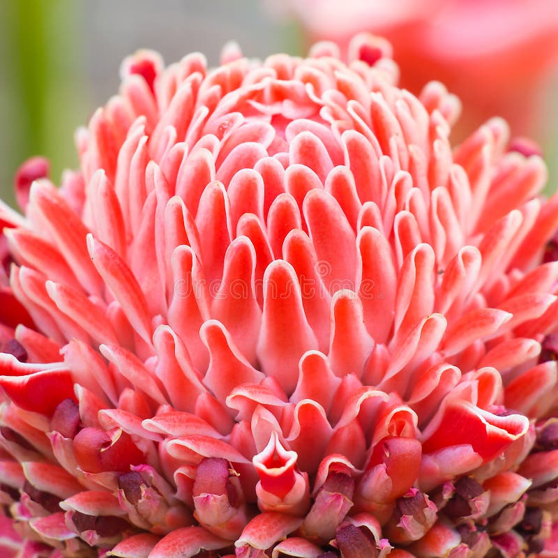 Etlingera elatior stock image. Image of flora, health - 51608673