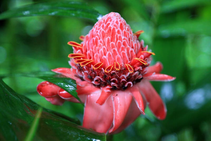 De Roze Gember Van De Toorts, Etlingera Elatior Stock Afbeelding ...