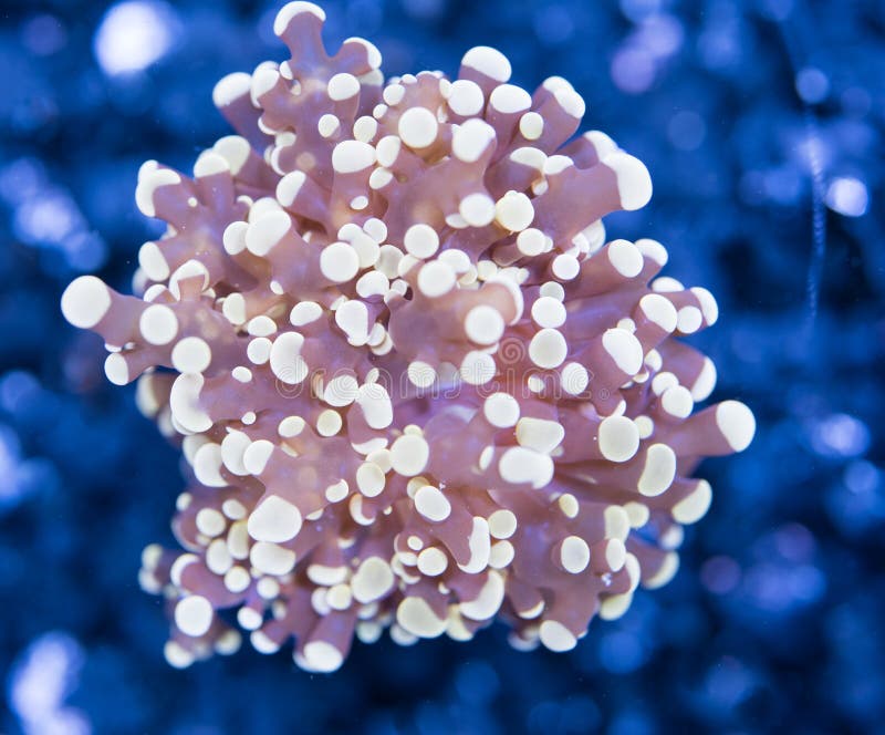 Etoxic Reef Golden Octopus Coral Wild Life Stock Photos - Free ...