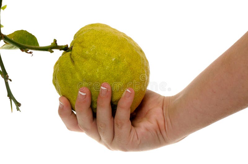 Etrog stock photo. Image of foliage, fruit, jewish, holiday - 15783900