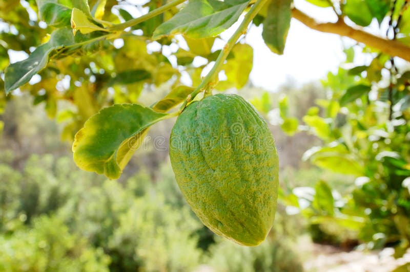 Etrog (citron) on a branch stock photo. Image of etrog - 16320508