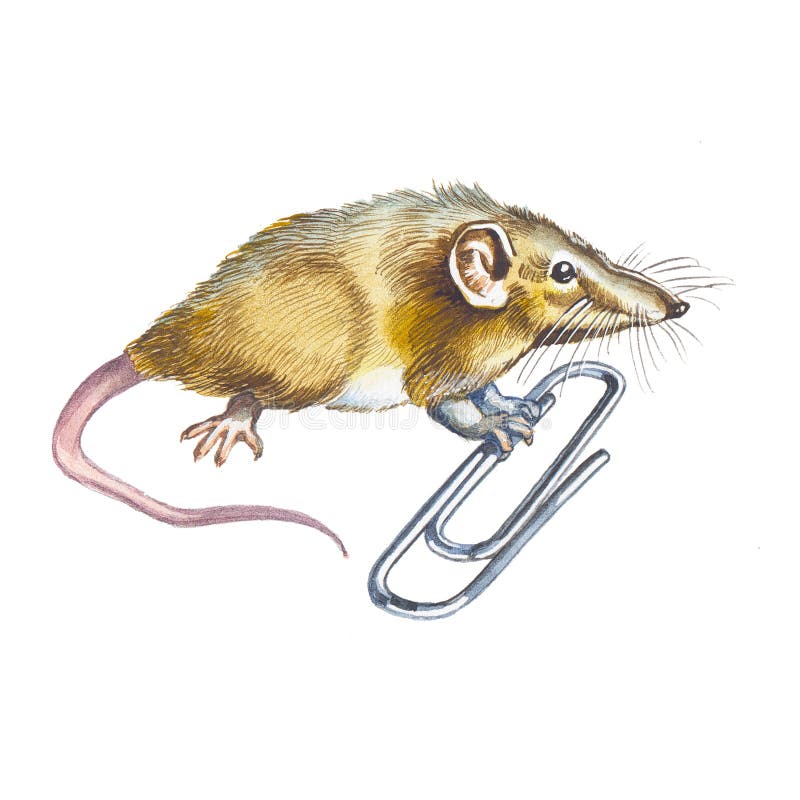 Etruscan Shrew (Suncus Etruscus) Stock Illustration - Illustration of ...