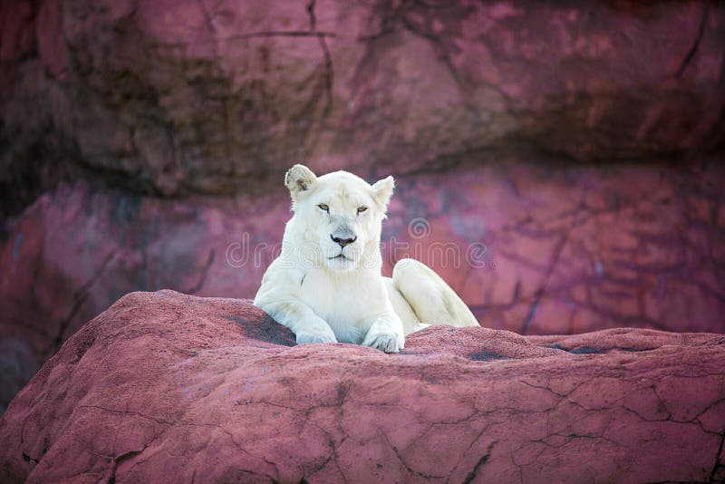 Ett vitt lejon sovande fotografering för bildbyråer. Bild av afrika ...