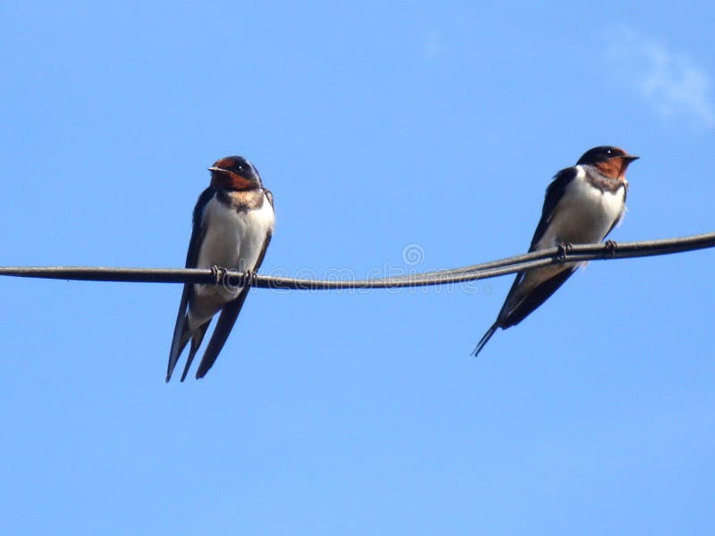 7,522 Svalor Stock Photos - Free & Royalty-Free Stock Foton från Dreamstime