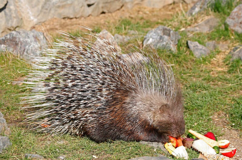 Indisk Piggsvin Med Tofs På Vit Bakgrund Arkivfoto - Bild av visare ...