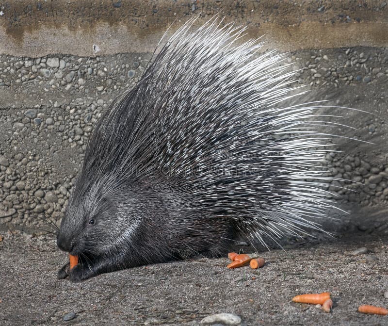 Ett piggsvin i dess bilaga fotografering för bildbyråer. Bild av ...