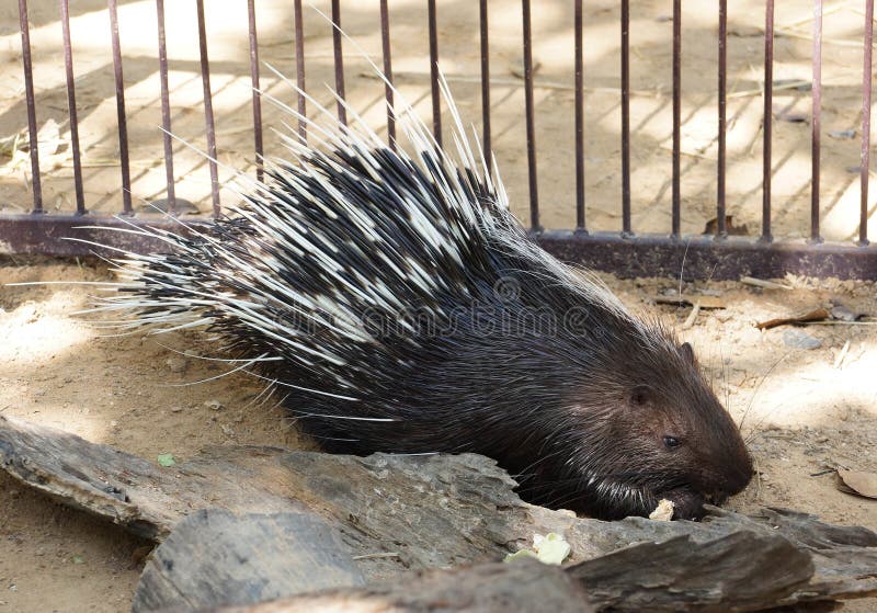 Ett piggsvin fotografering för bildbyråer. Bild av gnagare - 99402089