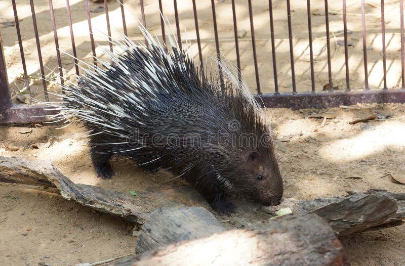 Ett piggsvin fotografering för bildbyråer. Bild av gnagare - 99402089