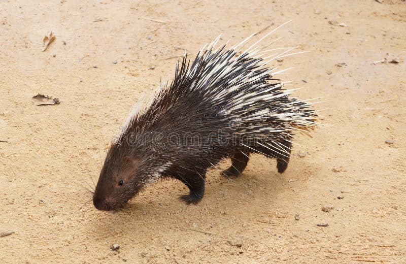 Ett piggsvin fotografering för bildbyråer. Bild av gnagare - 99402089