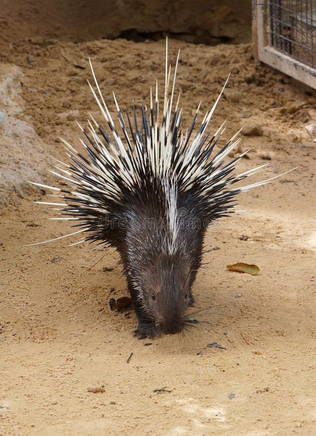 Ett piggsvin fotografering för bildbyråer. Bild av gnagare - 99402089
