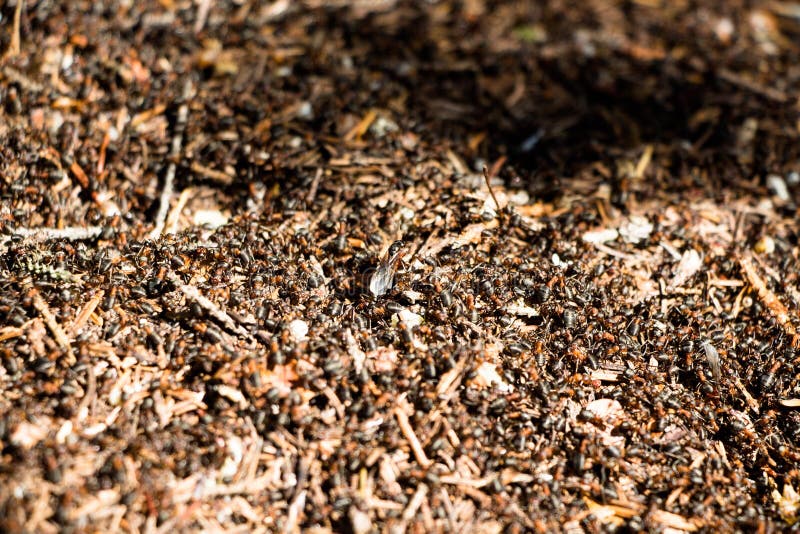 Ett Stort Antal Myror I En Myrstack Arkivfoto - Bild av prassla, värld ...