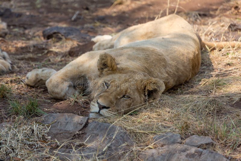 Ett vitt lejon arkivfoto. Bild av stängning, lejon, afrikansk - 111845068