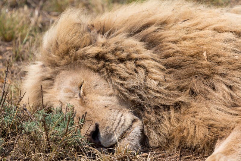 Ett vitt lejon i Sydafrika arkivfoto. Bild av svart - 111844972