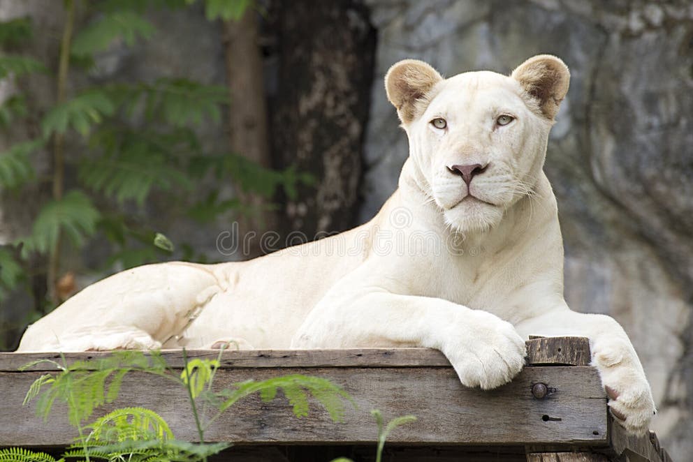Ett vitt lejon sovande fotografering för bildbyråer. Bild av afrika ...