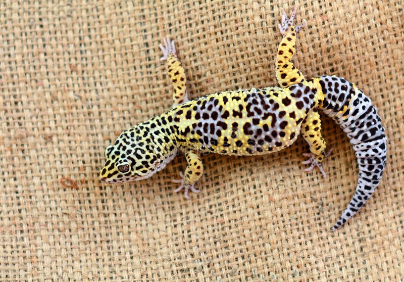 Eublepharis Against the Background of Burlap and Fallen Leaves. Close ...