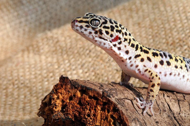 Eublepharis. Close-up of Cute Leopard Gecko Stock Photo - Image of ...