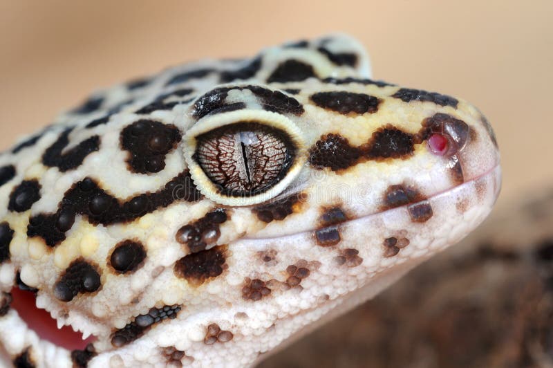 Eublepharis. Close-up of Cute Leopard Gecko Stock Photo - Image of ...