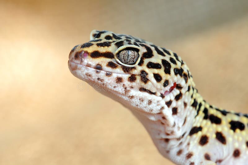 Eublepharis. Close-up of Cute Leopard Gecko Stock Image - Image of ...
