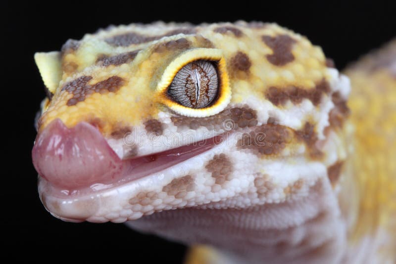 Eublepharis macularius stock photo. Image of detail, snout - 12585364