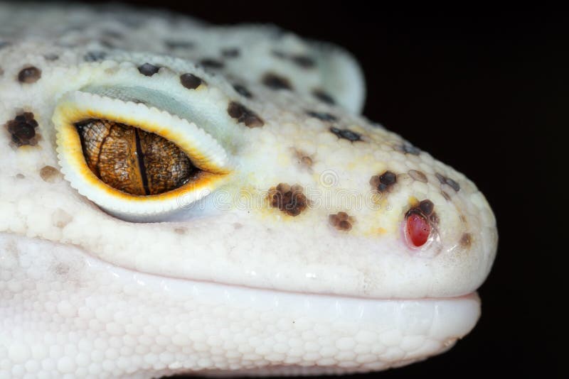 Eublepharis macularius stock photo. Image of vertebrate - 14587992