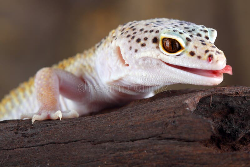 Eublepharis macularius stock image. Image of lizard, saurian - 14588003