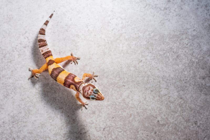 Eublepharis Macularius is a Cute Leopard Gecko. Small Lizard Isolated ...