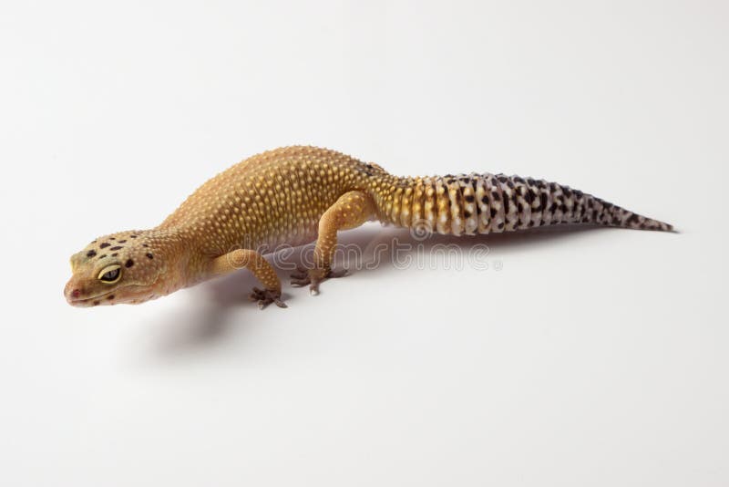 Gray Gecko Lizard stock photo. Image of exotic, curious - 34561374