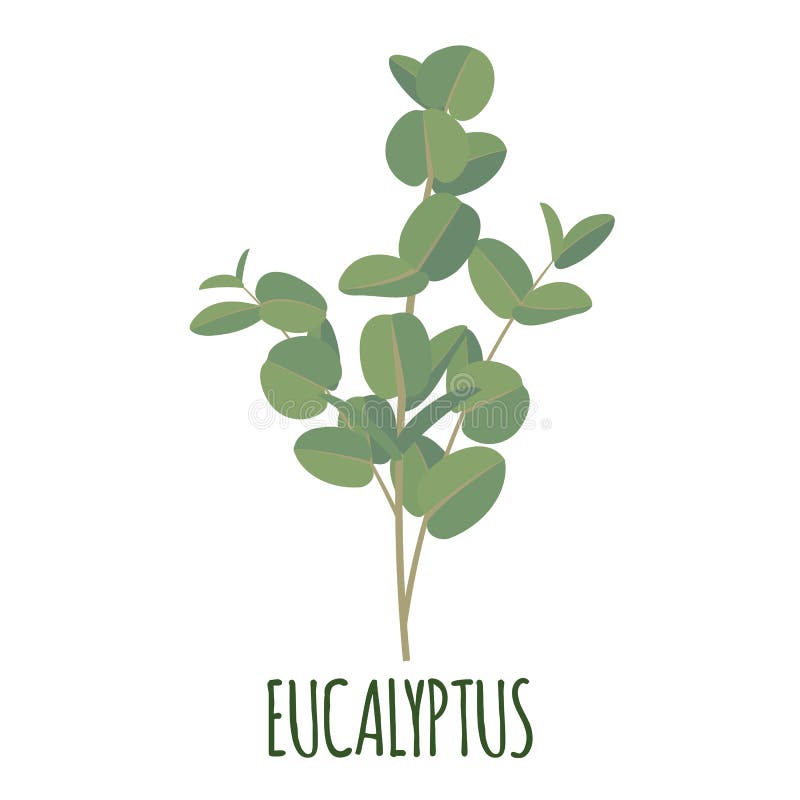 Eucalyptus Leaf Icon, Flat Style Stock Illustration - Illustration of ...