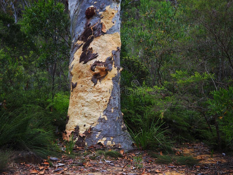 Eucalyptus Bark Patterns Texture Stock Photo - Image of abstract, bush ...