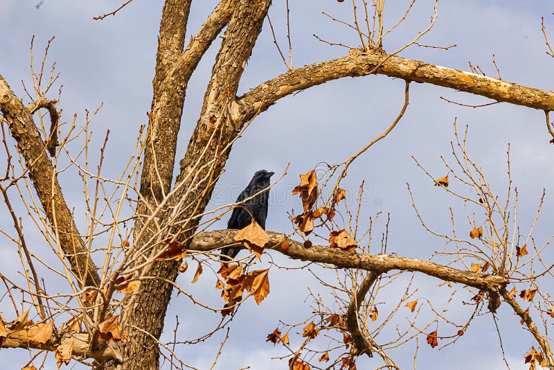 Eucalyptus Branches and Twigs with Fall Leaves and Seedpods, with a ...