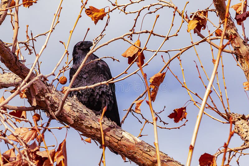 Eucalyptus Branches and Twigs with Fall Leaves and Seedpods, with a ...