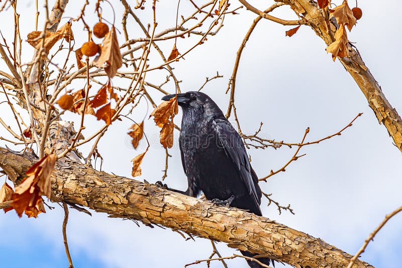 Eucalyptus Branches and Twigs with Fall Leaves and Seedpods, with a ...