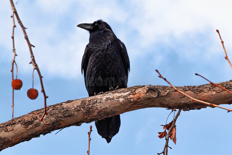 Eucalyptus Branches and Twigs with Fall Leaves and Seedpods, with a ...
