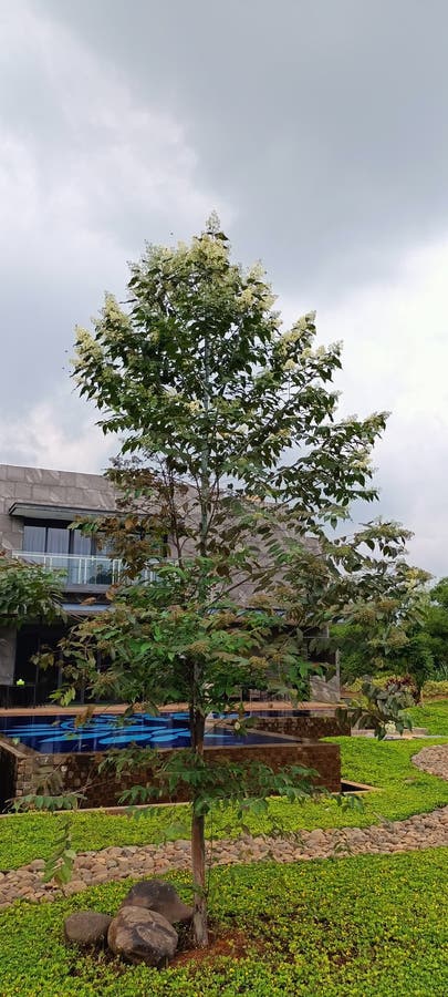 Eucalyptus Deglupta Rainbow Tree with White Flower Bloom Stock Photo ...