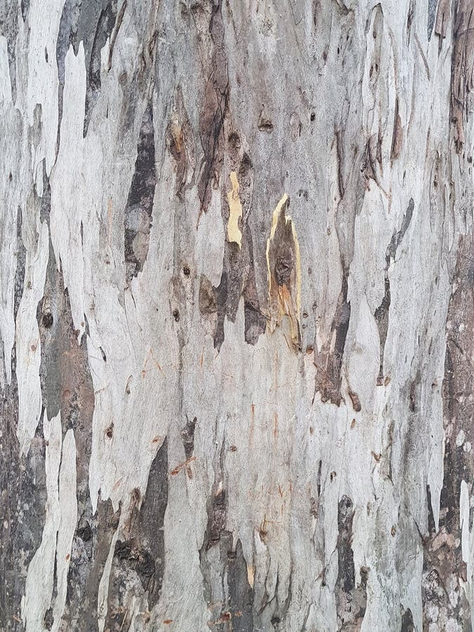 Eucalyptus (Eucalyptus) Tree Trunk. Full Screen, Backgrounds and ...