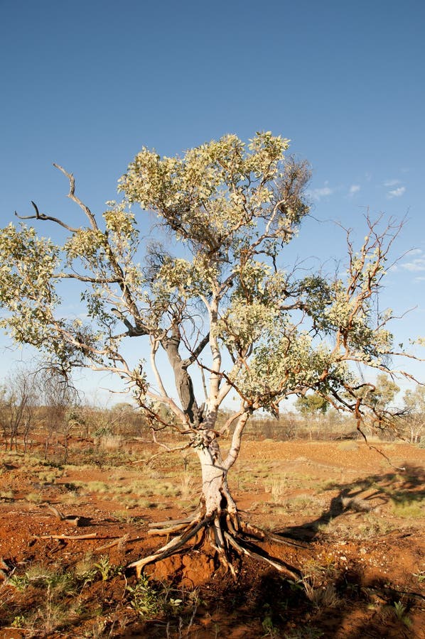 Tap Root Eucalyptus Tree