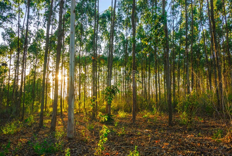 In the Eucalyptus forest stock photo. Image of background - 25512328