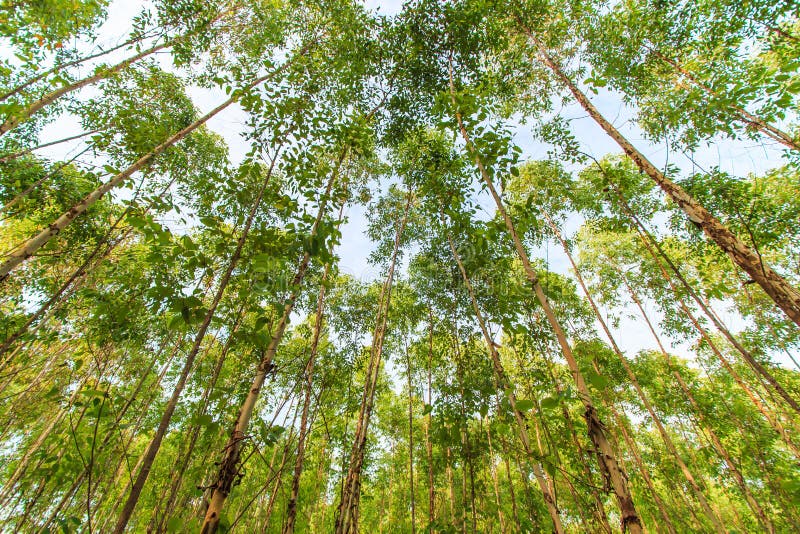 Eucalyptus Trees stock photo. Image of hills, beauty - 23303650