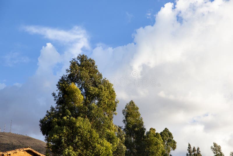 Eucalyptus Forest in Peruvian Andes. Stock Photo - Image of andes ...