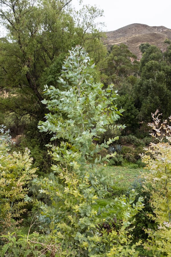 Eucalyptus Forest in Peruvian Andes. Stock Image - Image of natural ...