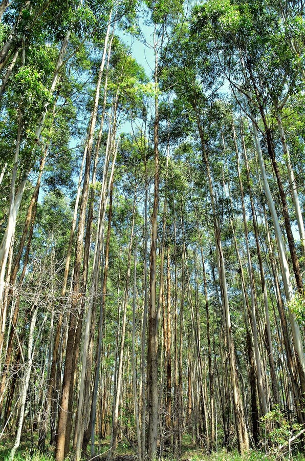 Dry Eucalyptus Forest in the Field Stock Image - Image of landscape ...