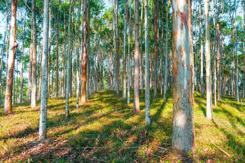 Eucalyptus Forest with Saturated Blue Sky Stock Image - Image of leaf ...