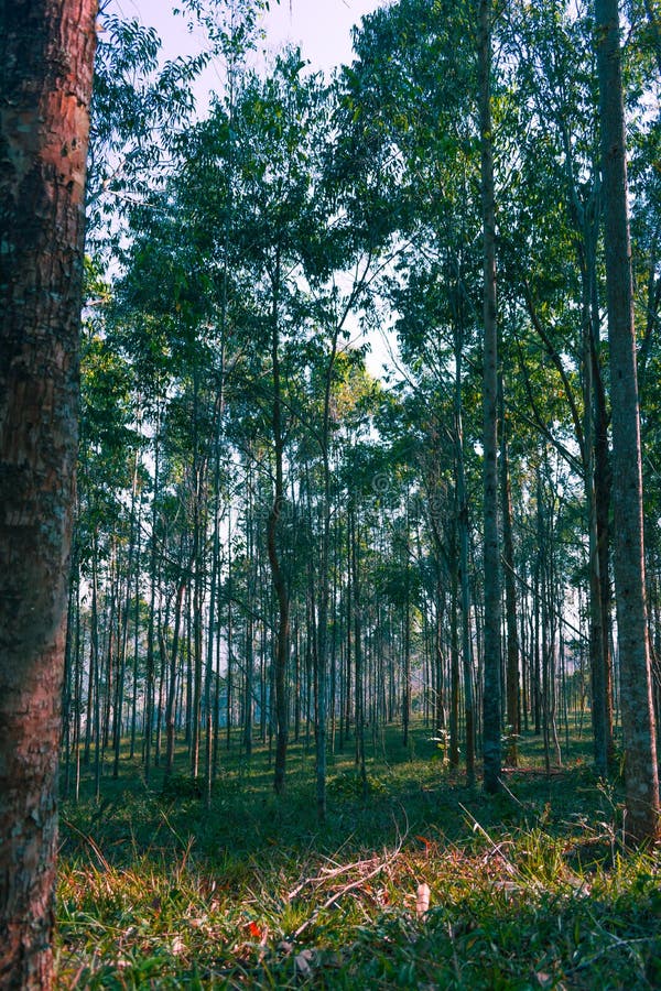 Saturated Green Forest with Awesome Eye Shape Lookout Point, Blue Sky ...